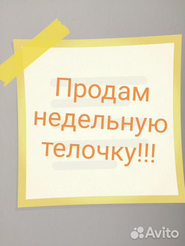 Телочка