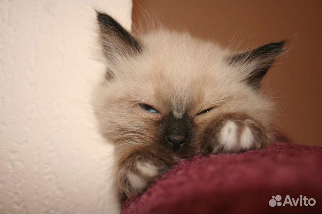 Невская маскарадная