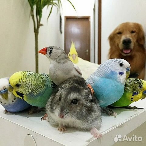 Приючу попугая