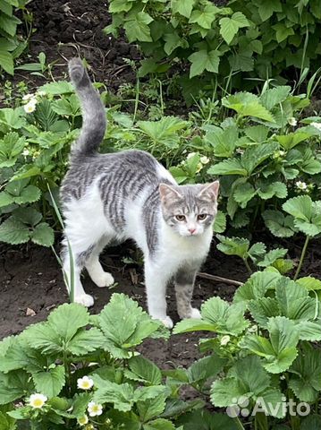 Кот 5 месяцев