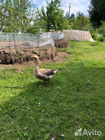 Большой Серый Племенной Гусь