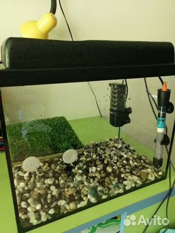 Красноухая черепаха с аквариумом