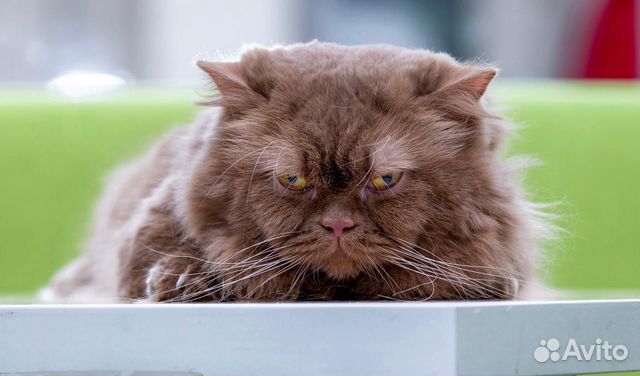 Британский кот