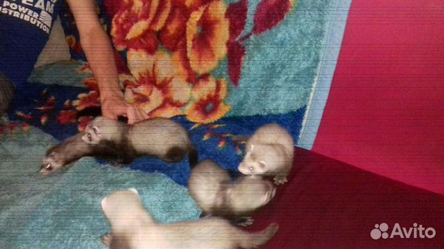 Хорёк щенки