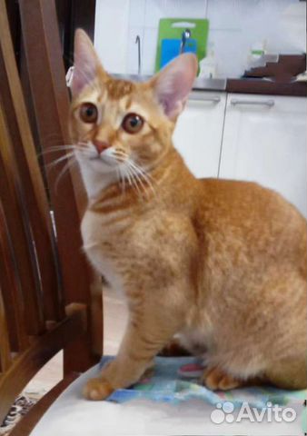 Абиссинская годовалая кошка