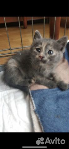 Котята трехцветка и камышовая кошка