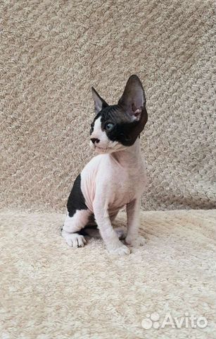 Канадский сфинкс