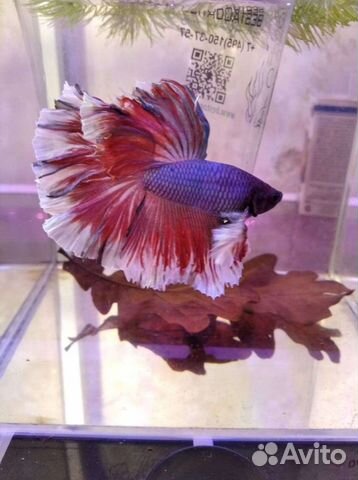 Аквариумные рыбки