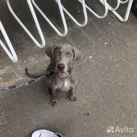 Щенки веймаранера