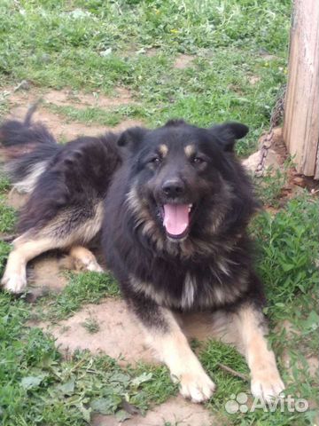 Отдадим в Добрые руки щенков