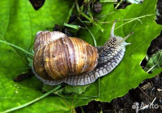 Улитки виноградные живые. Helix pomatia