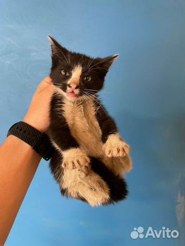 Милые котятки в добрые руки