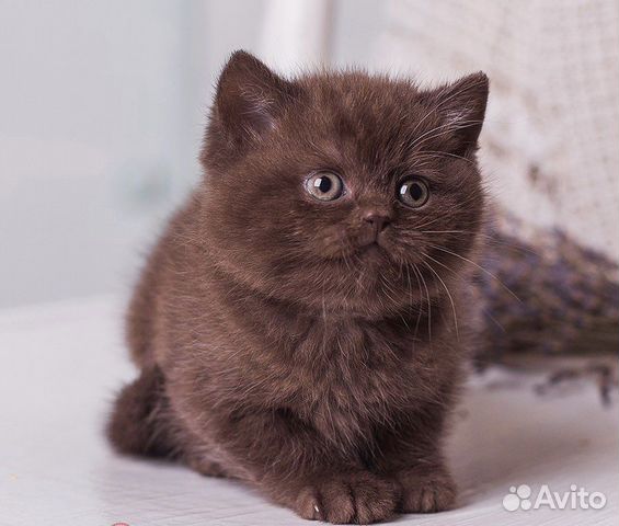 Британские котята