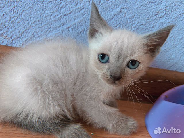 Котята