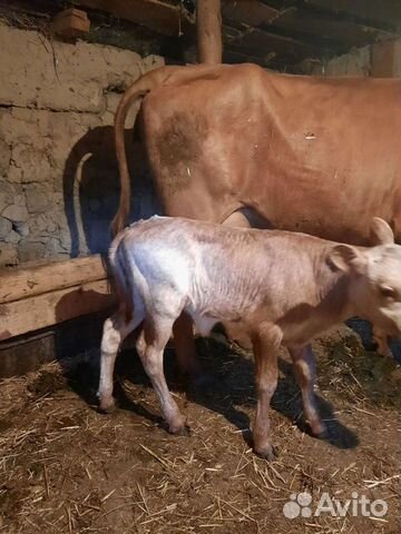 Телёнок 5 дней тёлочка, от хорошей коровы