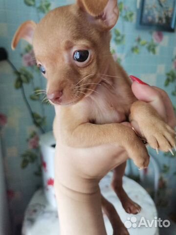 Продаётся радость