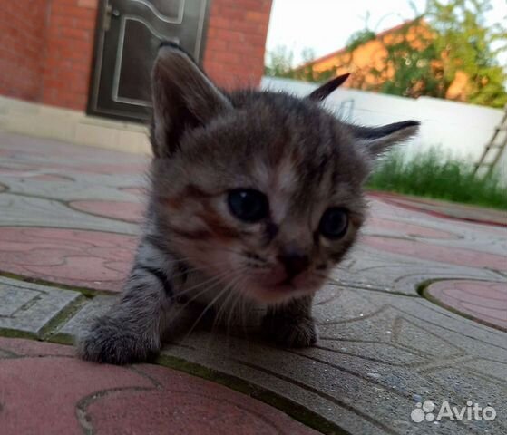 Котенок темно-серый с рыжим пятнышком на голове
