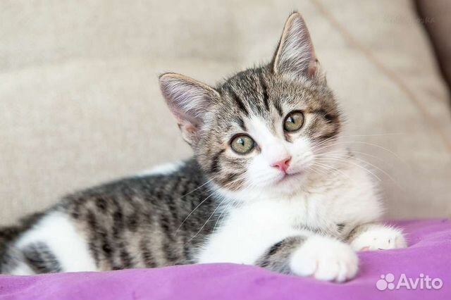 Котенок Кнопка, 3 месяца