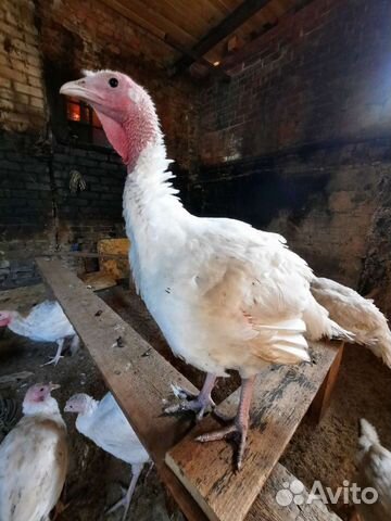 Индюки хайбрид конвертер