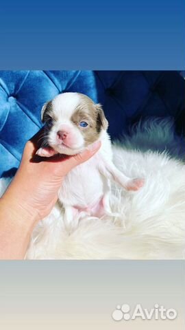 Ангел бело лиловый