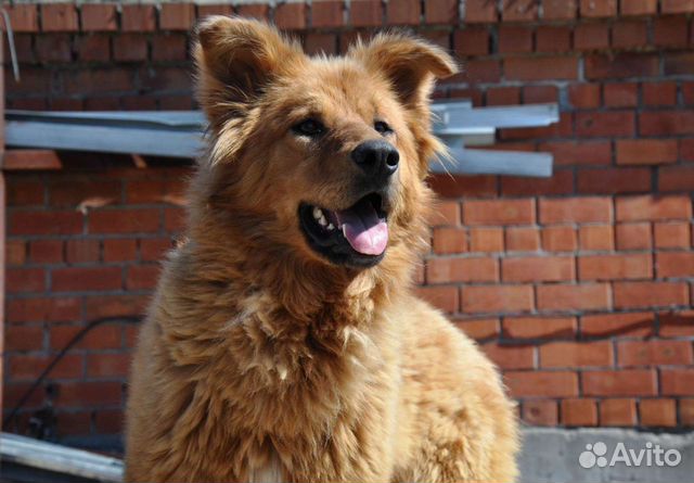 Хорошая собака Тая