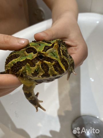 Лягушка Рогатка