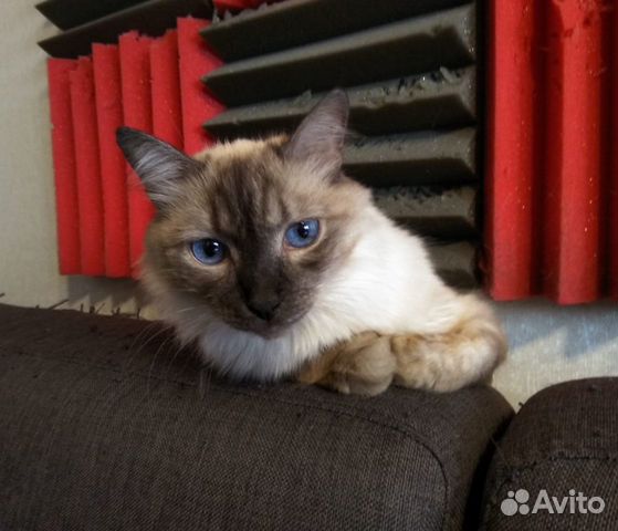 Синеглазый красавчик котик Лаврик ищет дом