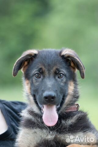 Очаровательный щенок Май ждёт любящую семью