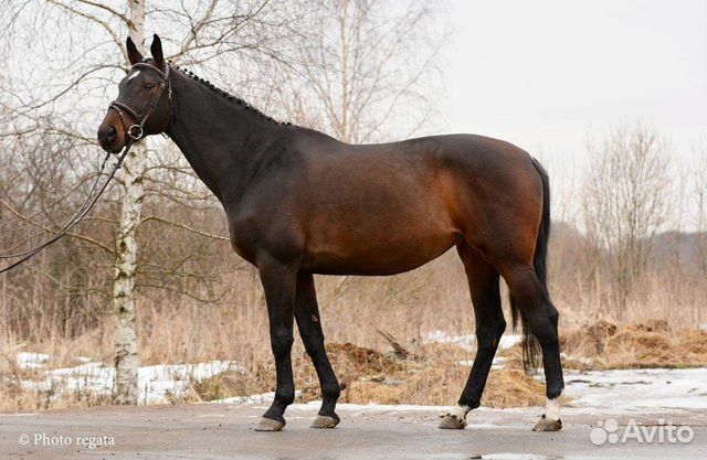 Продаётся лошадь