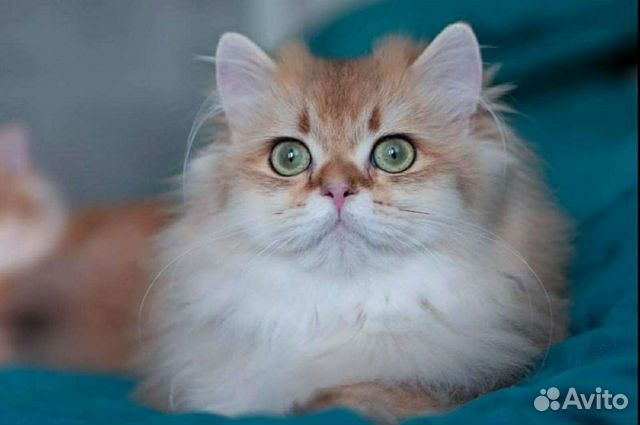 8 мес котик золотая шиншилла в любимцы