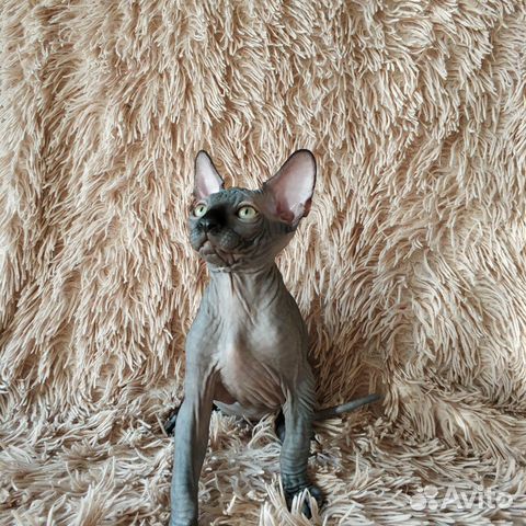 Маленький принц