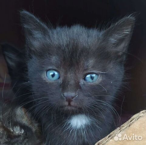 Котята - крысоловы в добрые руки