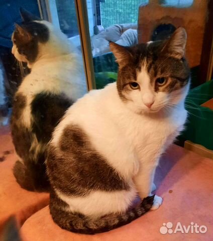 Брутальный парень Фазер