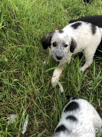 Щенки в добрые руки