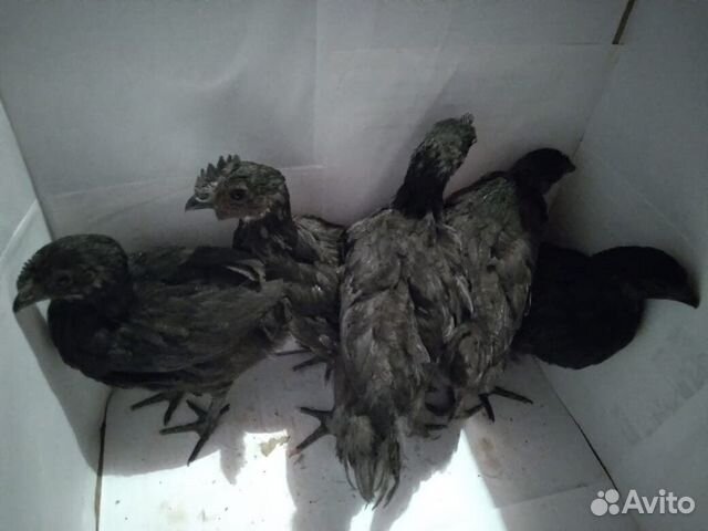 Циплята Ухайлюль