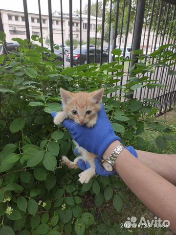 Котята в добрые руки даром