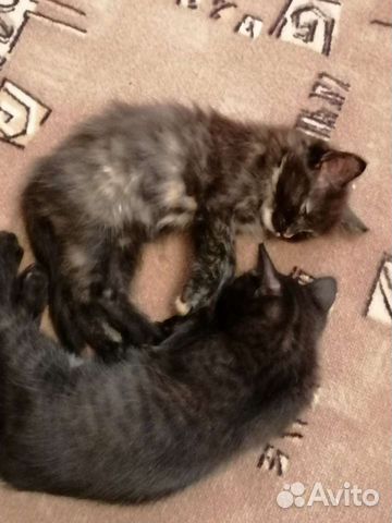 Чудесные котята ищут себе хозяина(2 кошки и 2 коти