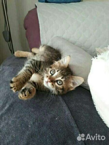 Котенок Тигра в дар