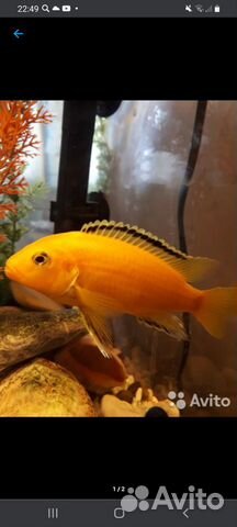 Рыба Цихлида