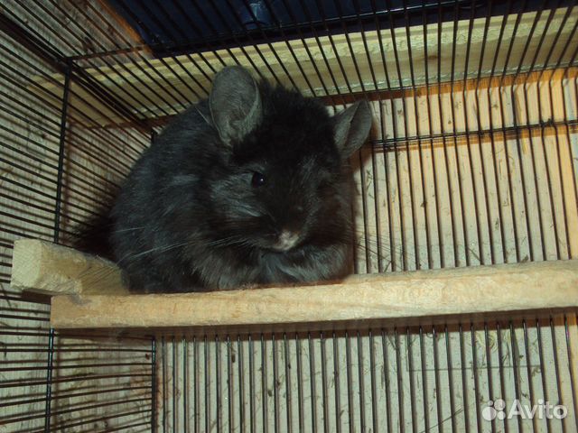 Шиншилла черная ангора, девочка