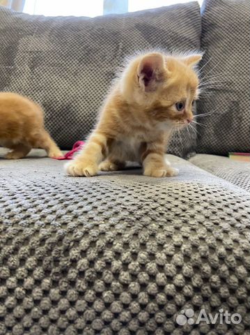 Вислоухие котята