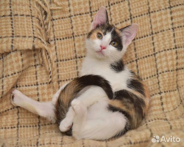 Котенок