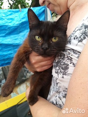 Умер дедушка. Одна оставалась его кошка Багги