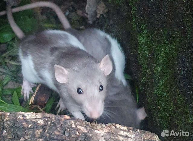 Крысята бесплатно
