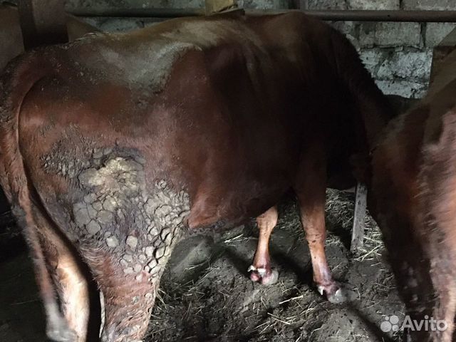 Продаются тёлки