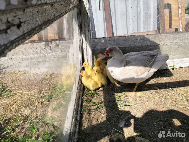 Индоутка С утятами