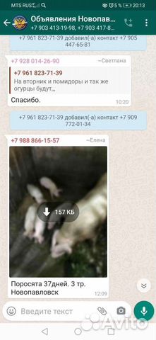 Племенной хряк см1. Возраст 2 года