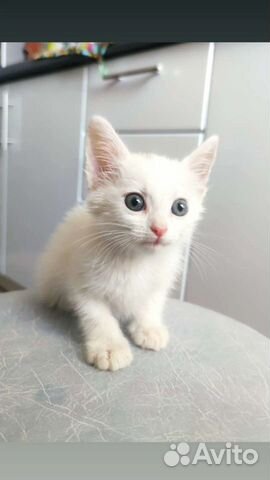 Котенок в добрые руки