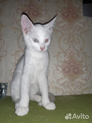 Отдадим котенка в добрые руки
