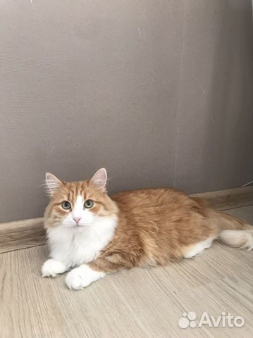 Кот в добрые руки
